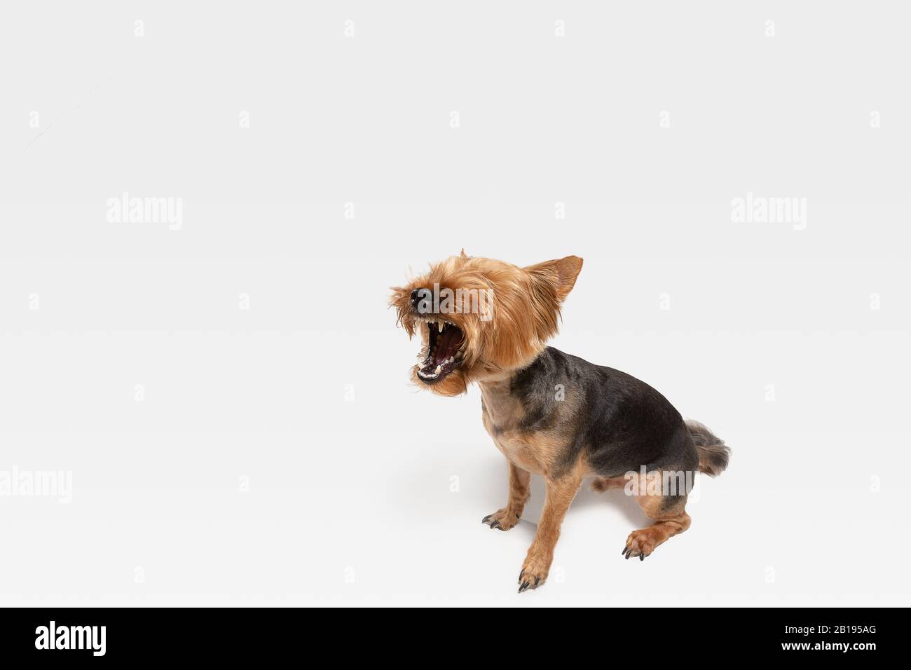 Shouting, screaming. Yorkshire terrier dog is posing. Cute playful ...