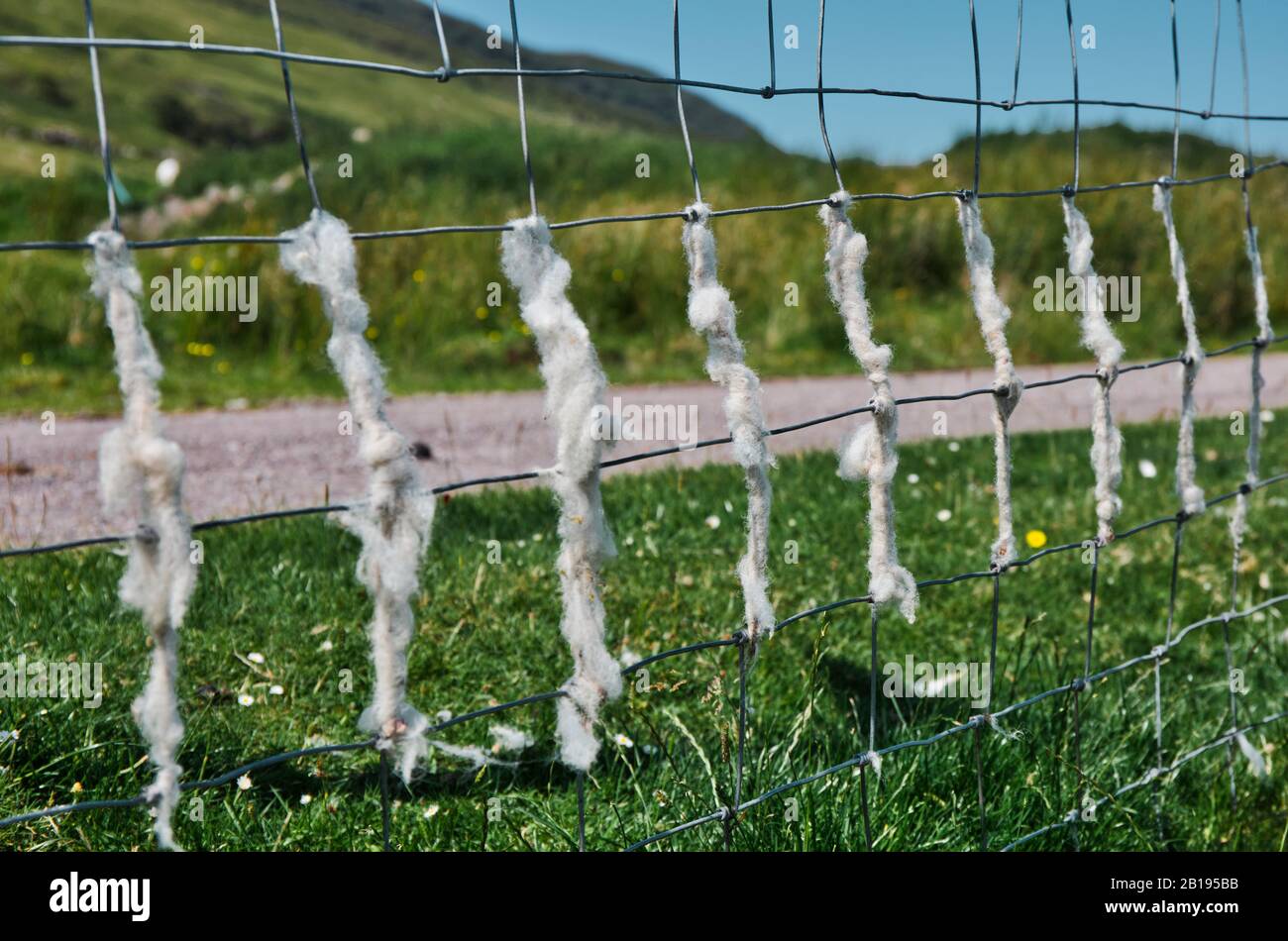 Sheep wool caught on barbed wire fence, Isle of Lewis and Harris, Outer ...