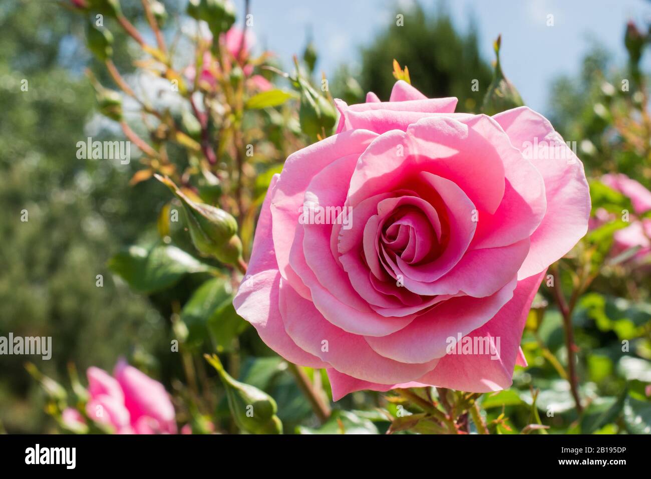 Blooming beautiful colorful rose in garden nature background Stock ...