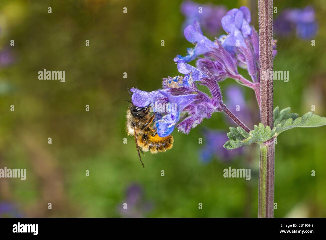 Red Mason Bee (Osmia bicornis) feeding on Catmint (Nepeta) in garden ...