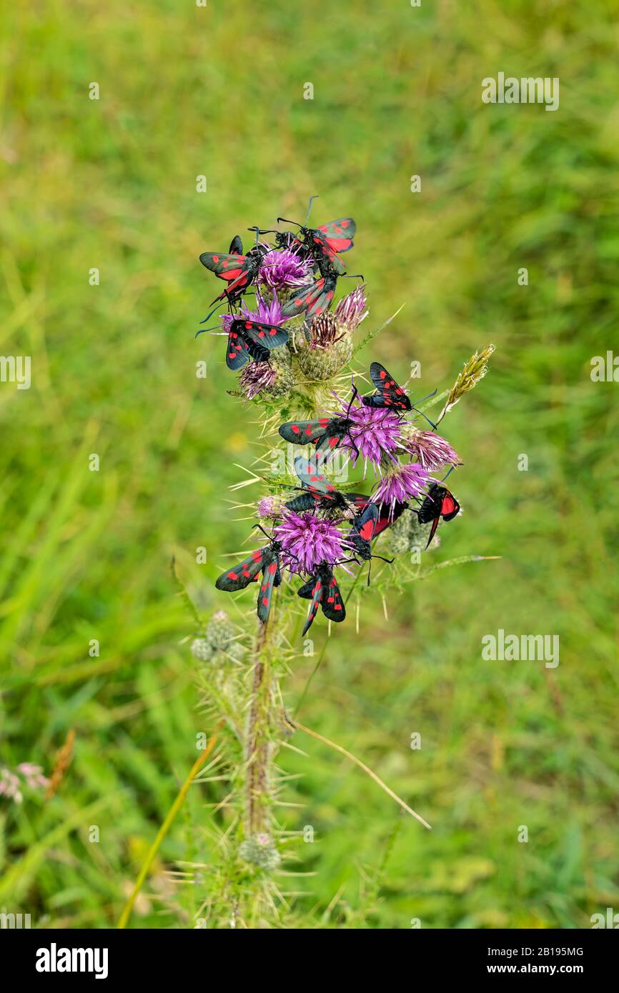 Welsh moths hi-res stock photography and images - Alamy