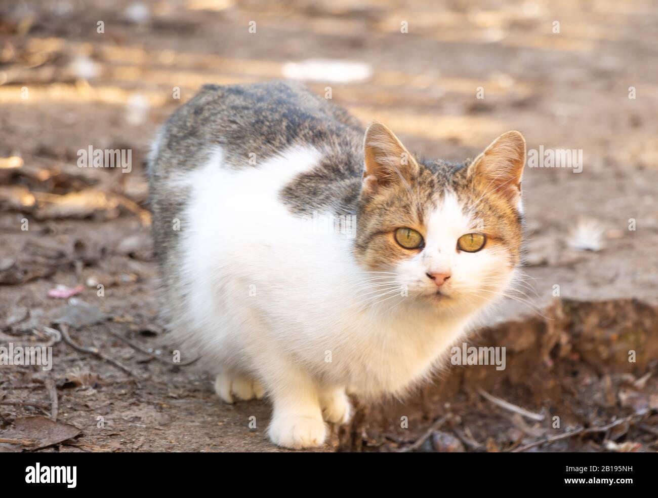 Cute young cat looking at the camera. Lovely cat Stock Photo - Alamy