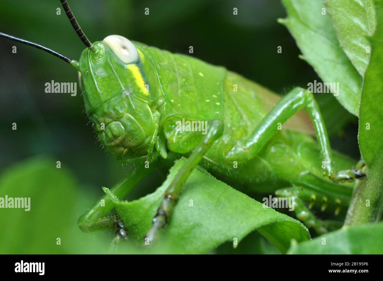 Cartoon grasshopper insect bug hi-res stock photography and images - Alamy