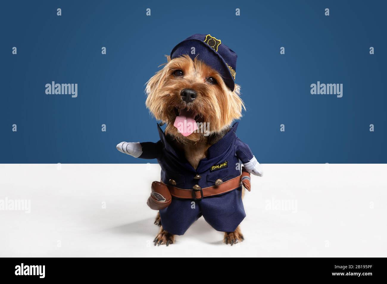 Dog inspector hi-res stock photography and images - Alamy