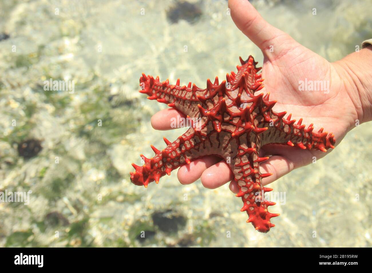 Red starfish on the palm. Indian Ocean Coast, Diani Beach, Kenya ...