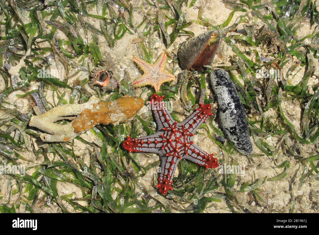 Composition of starfish and seashells in salt water and algae of the ...