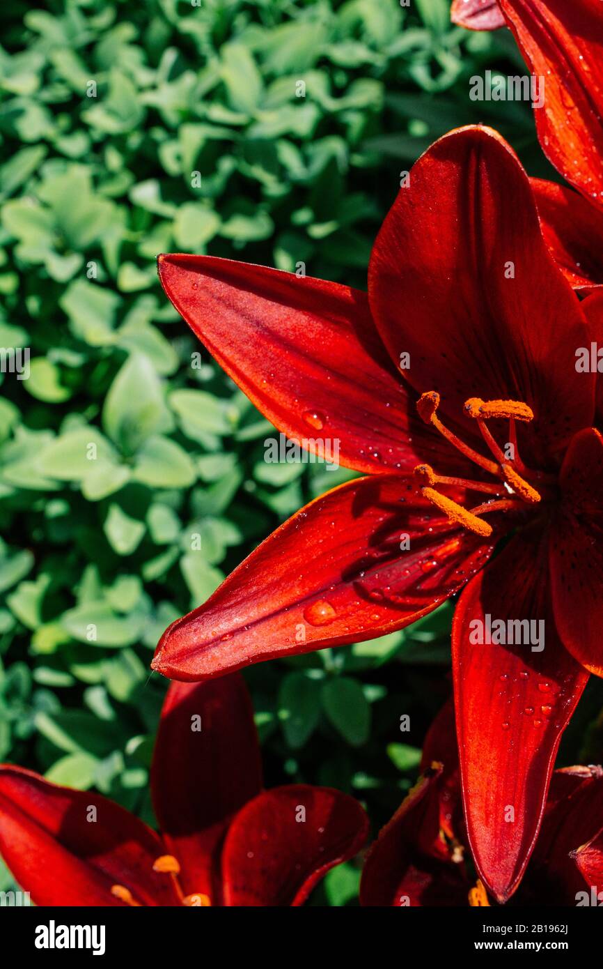 Blooming beautiful fresh lily flowers in close up view Stock Photo - Alamy