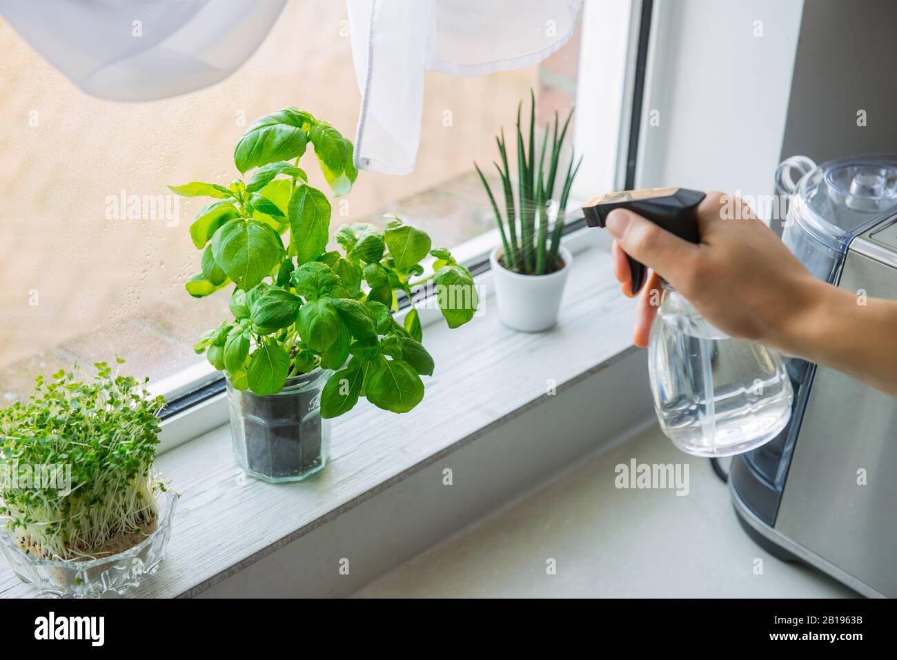 Young Man's hand watering home gardening on the kitchen windowsill ...