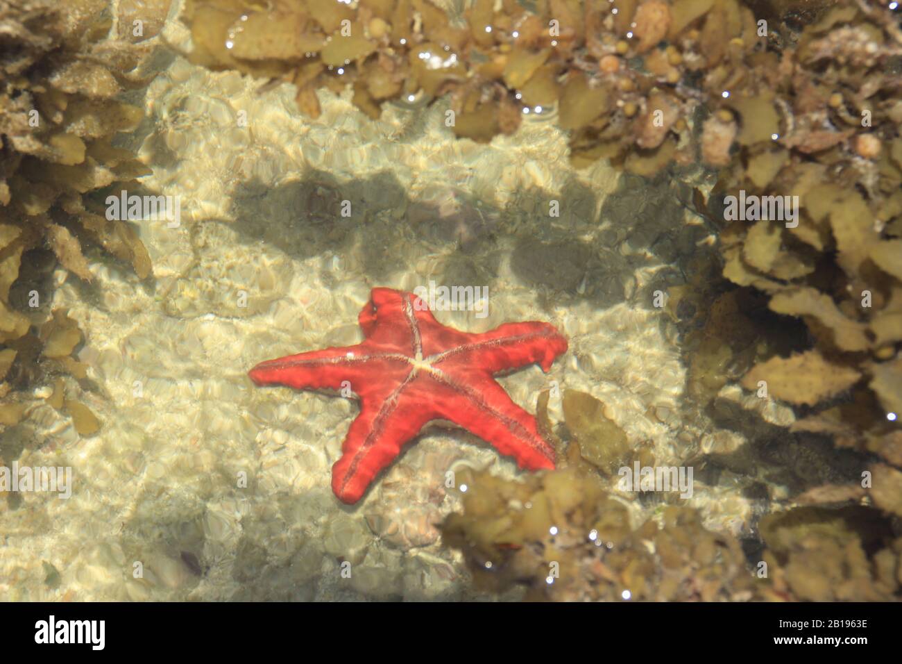 Red starfish. Indian Ocean Coast, Diani Beach, Kenya, Mombasa, Africa ...