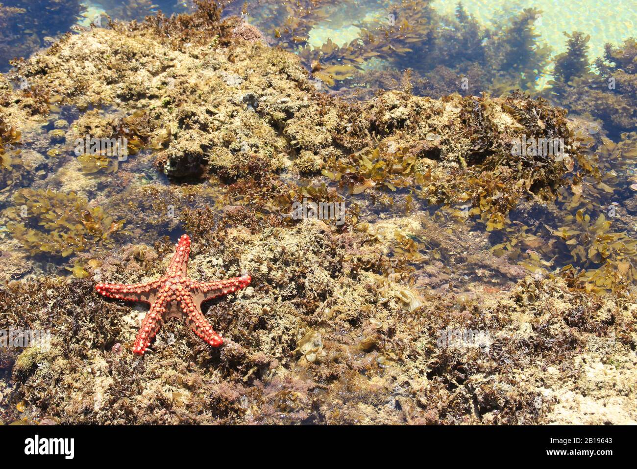 Red starfish. Indian Ocean Coast, Diani Beach, Kenya, Mombasa, Africa ...