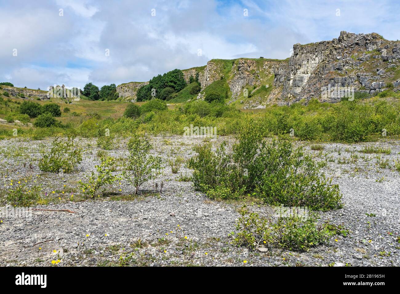 Birch scrub (Betula) growing in disused limestone quarry now a North ...