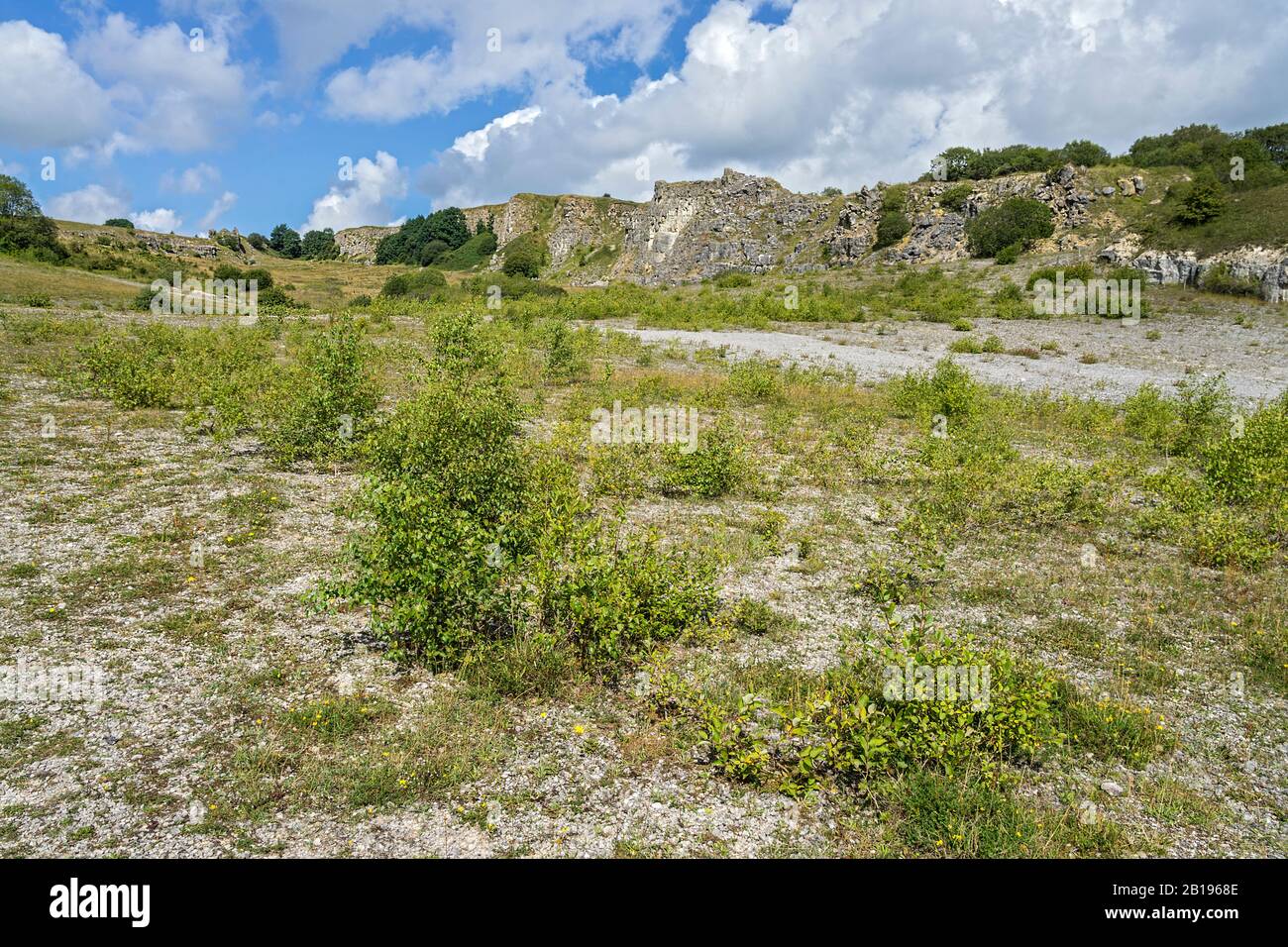 Birch scrub (Betula) growing in disused limestone quarry now a North ...