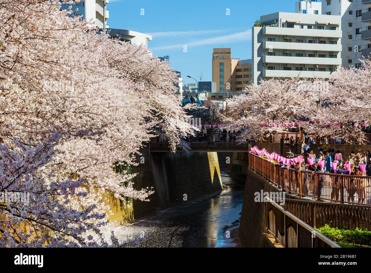Hanami in Tokyo. People admire sakura beautiful flowers along the famous Meguro River Cherry ...