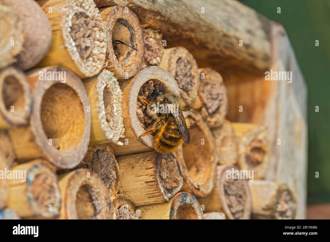 Red Mason Bee ((Osmia bicornis) sealing a tube in a bee house in a ...