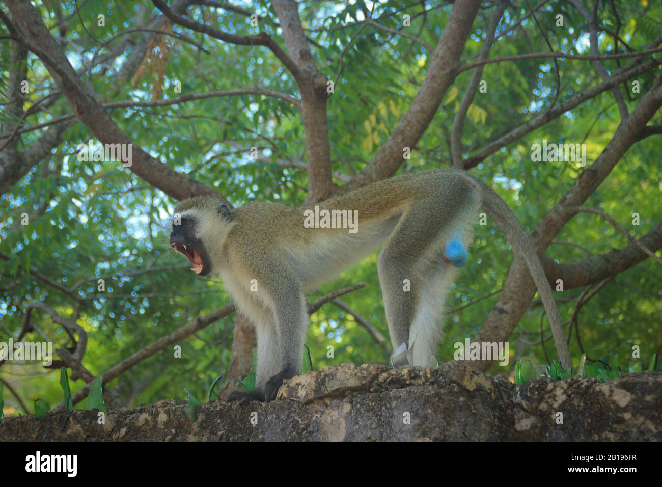 Aggressive grinning The vervet monkey (Chlorocebus pygerythrus) is an Old World monkey of the ...