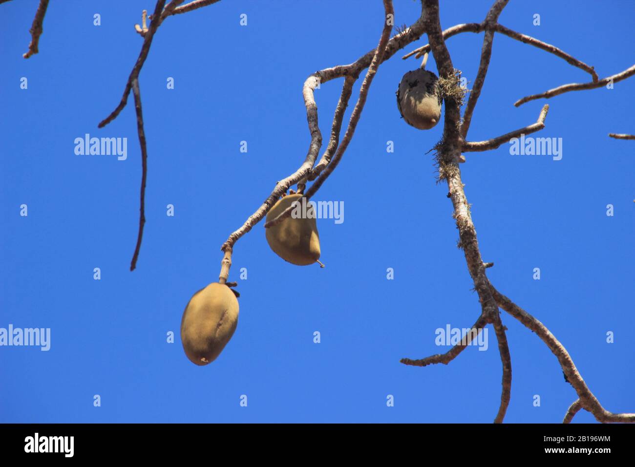 Fruits of a baobab tree on branches of a live tree Stock Photo - Alamy