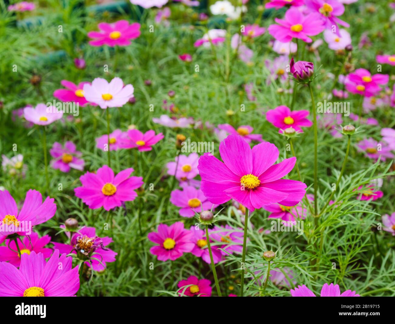 The field of fresh and natural colorful cosmos flower, flower meadows Stock Photo - Alamy