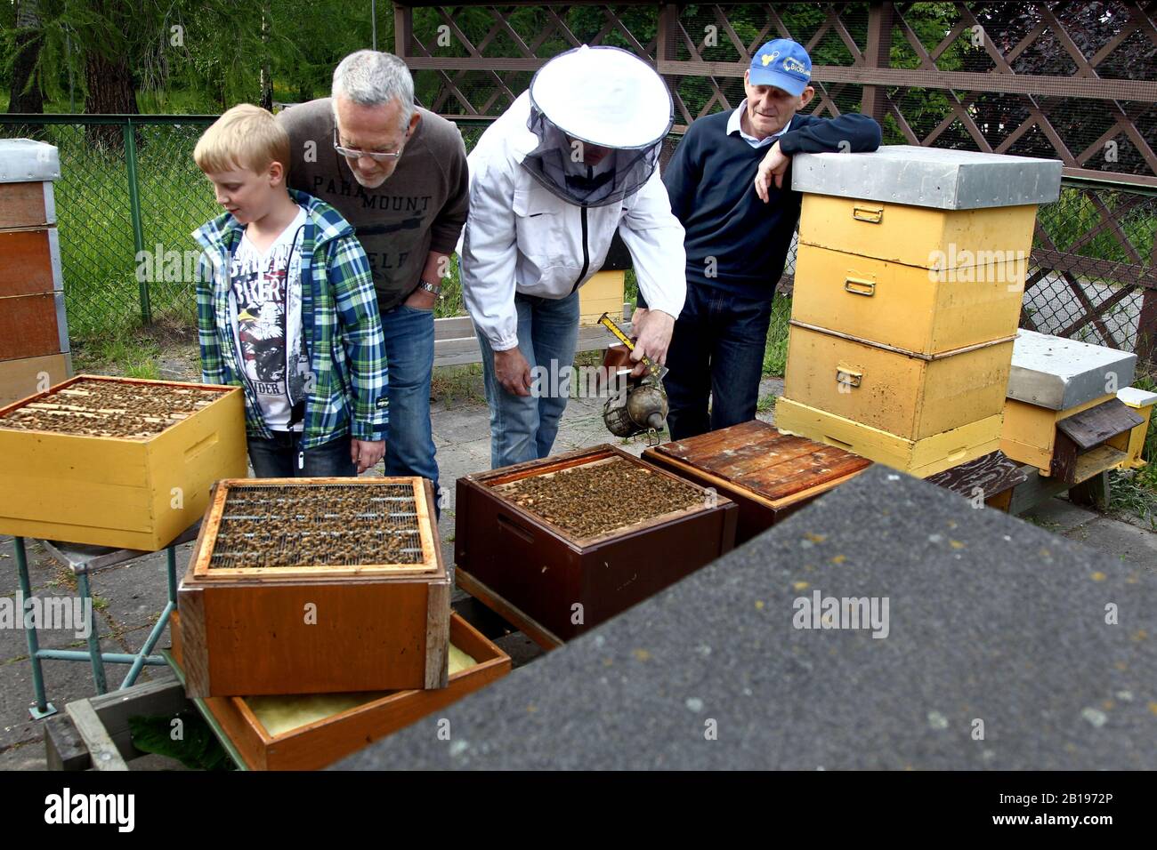 Bees in a apiary. Photo Jeppe Gustafsson Stock Photo - Alamy