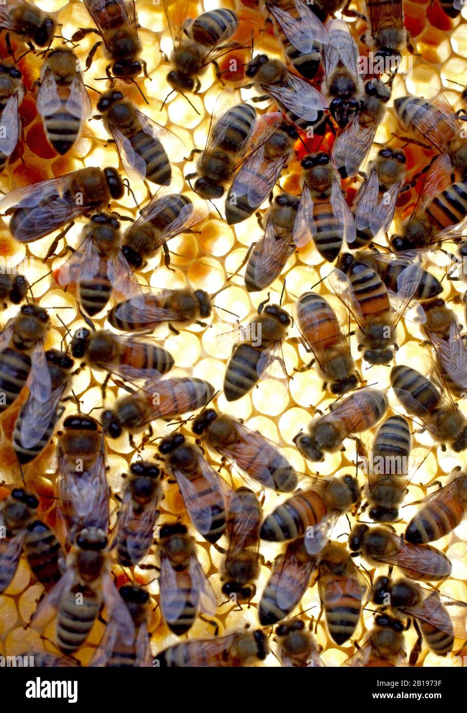Bees in a apiary. Photo Jeppe Gustafsson Stock Photo - Alamy