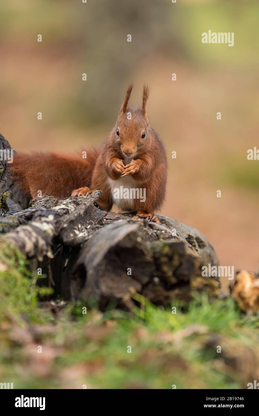 Eurasian red squirrel eating nuts hi-res stock photography and images ...