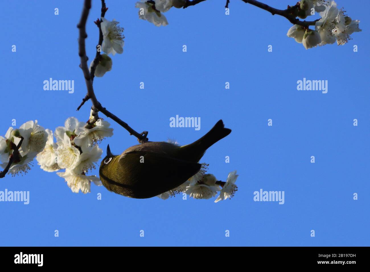 Japanese plum tree hi-res stock photography and images - Alamy