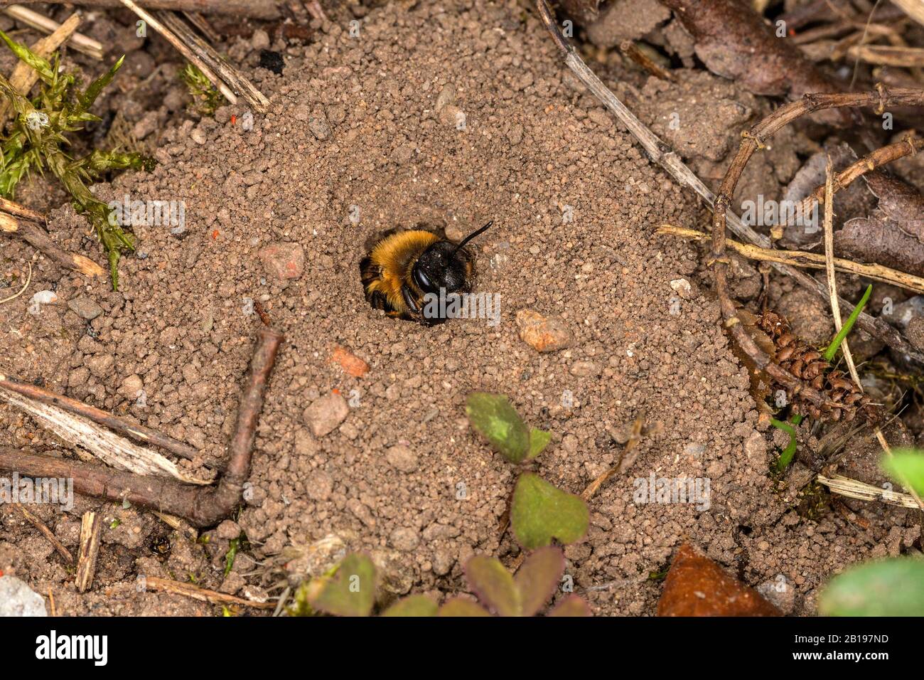 Tawny Mining Bee (Andrena fulva ) at entrance to nest hole in flower ...