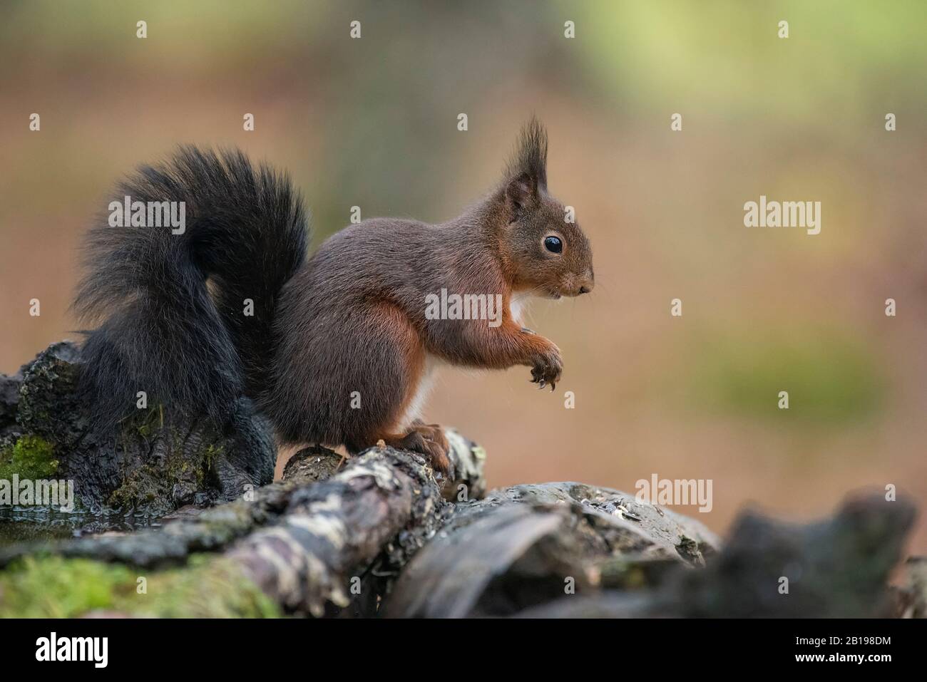 Eurasian red squirrel eating nuts hi-res stock photography and images ...