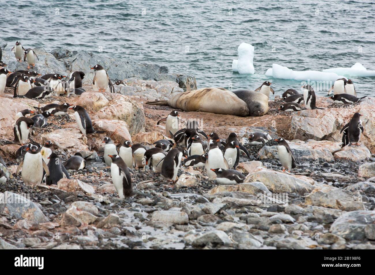 Nesting seals hi-res stock photography and images - Alamy