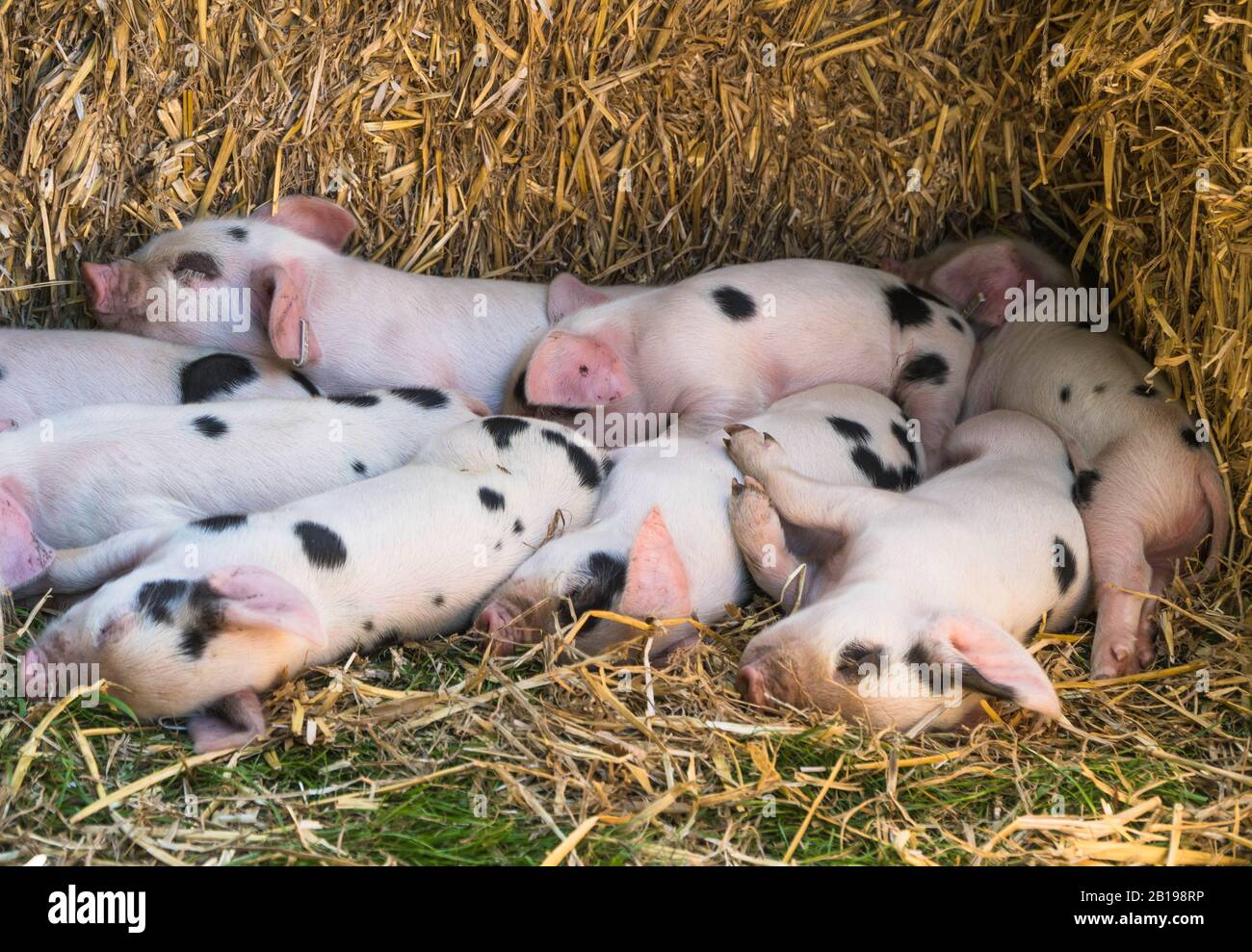 Gloucestershire old spot pigs hi-res stock photography and images - Alamy