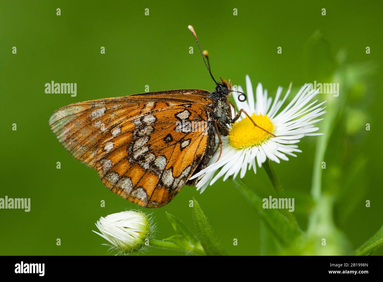 Scarce fritillary (Euphydryas maturna, Hypodryas maturna), sits on ...