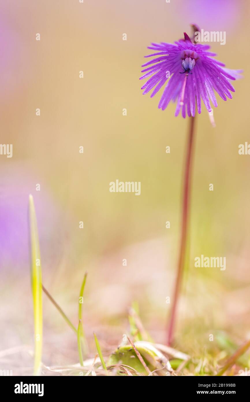 Alpine snowbell, Moonwort (Soldanella alpina), blooming, Switzerland ...