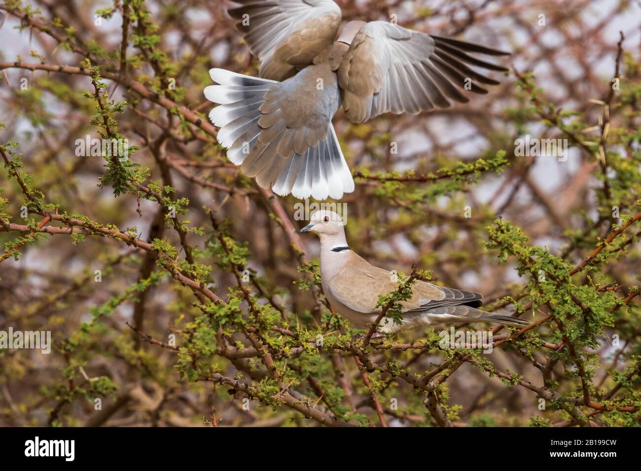 African collared dove (Streptopelia roseogrisea), two doves perched in ...
