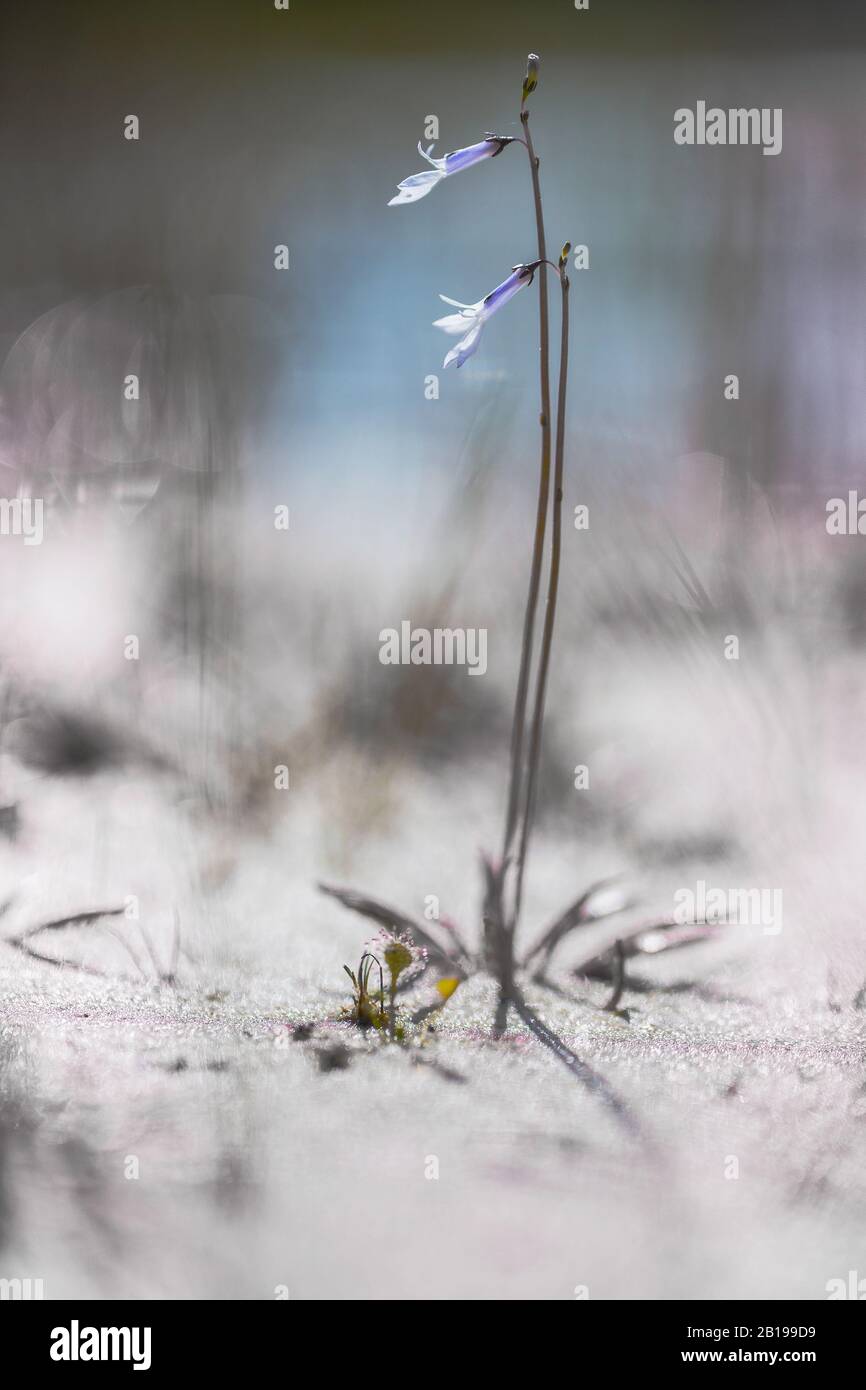 water lobelia (Lobelia dortmanna), blooming, Netherlands, Drente ...