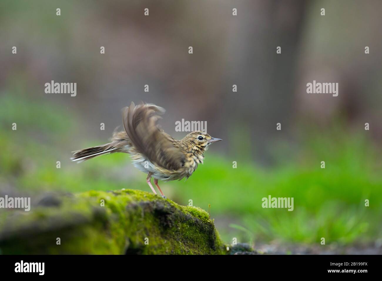 Tree pitpit (Anthus trivialis), shaking, Netherlands, Overijssel ...