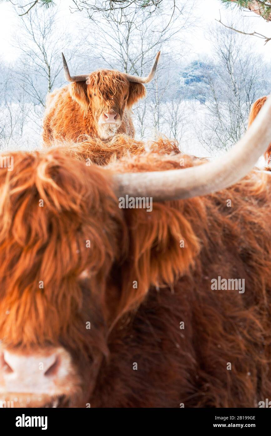 Highland cow in snow hi-res stock photography and images - Alamy
