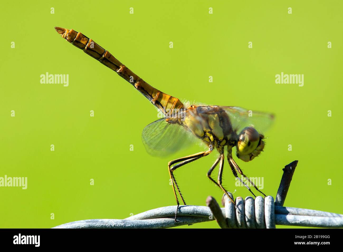 Dragonflies on barbed wire hi-res stock photography and images - Alamy