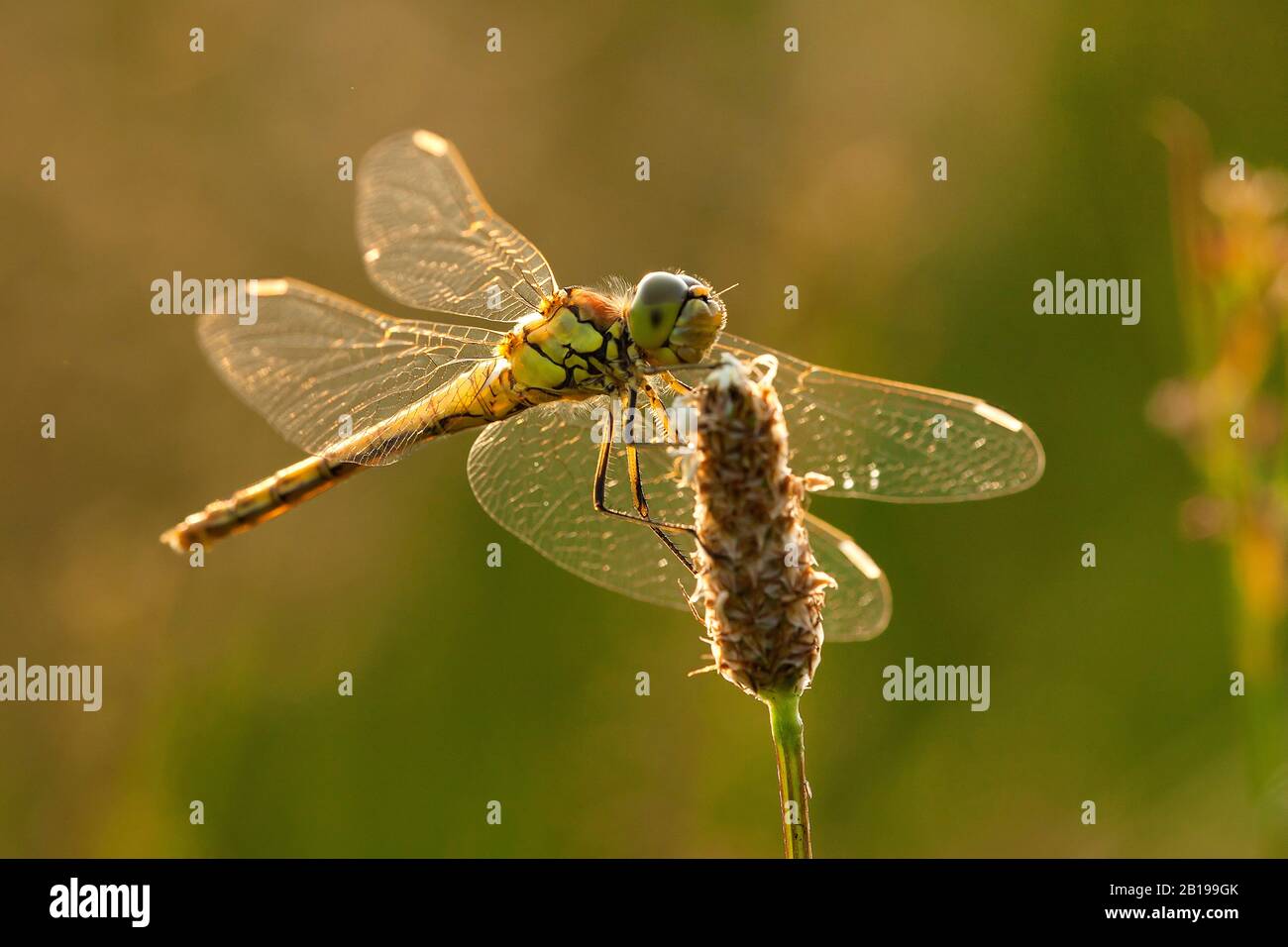 vagrant sympetrum (Sympetrum vulgatum), female at plantain, Netherlands ...