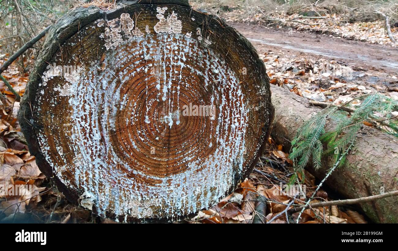 Norway spruce (Picea abies), resin at the cut face, Germany Stock Photo ...