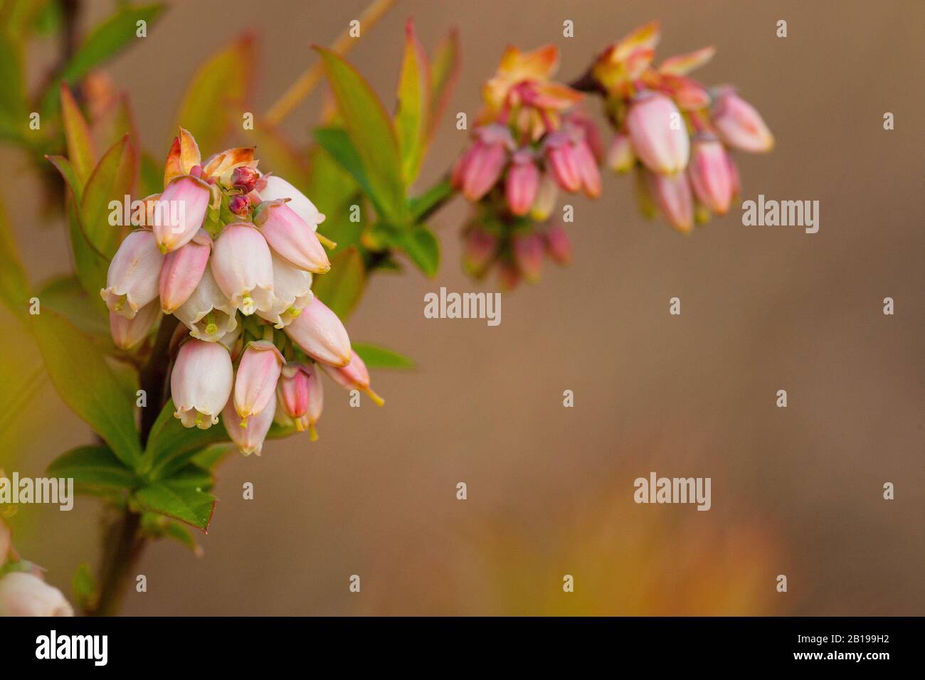 high blueberry, highbush blueberry, swamp blueberry (Vaccinium ...