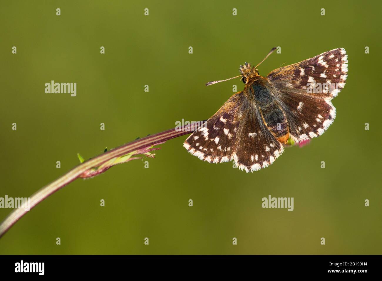 red underwing skipper (Spialia sertorius), on a stem, Germany, North ...