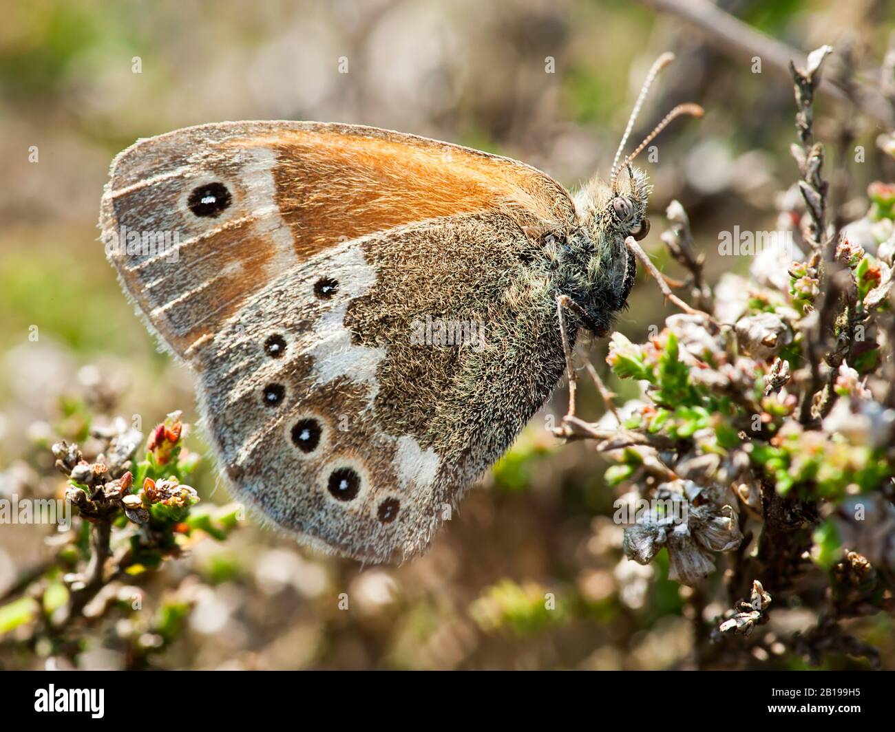 large heath (Coenonympha tullia, Coenonympha typhon), imago, side view ...