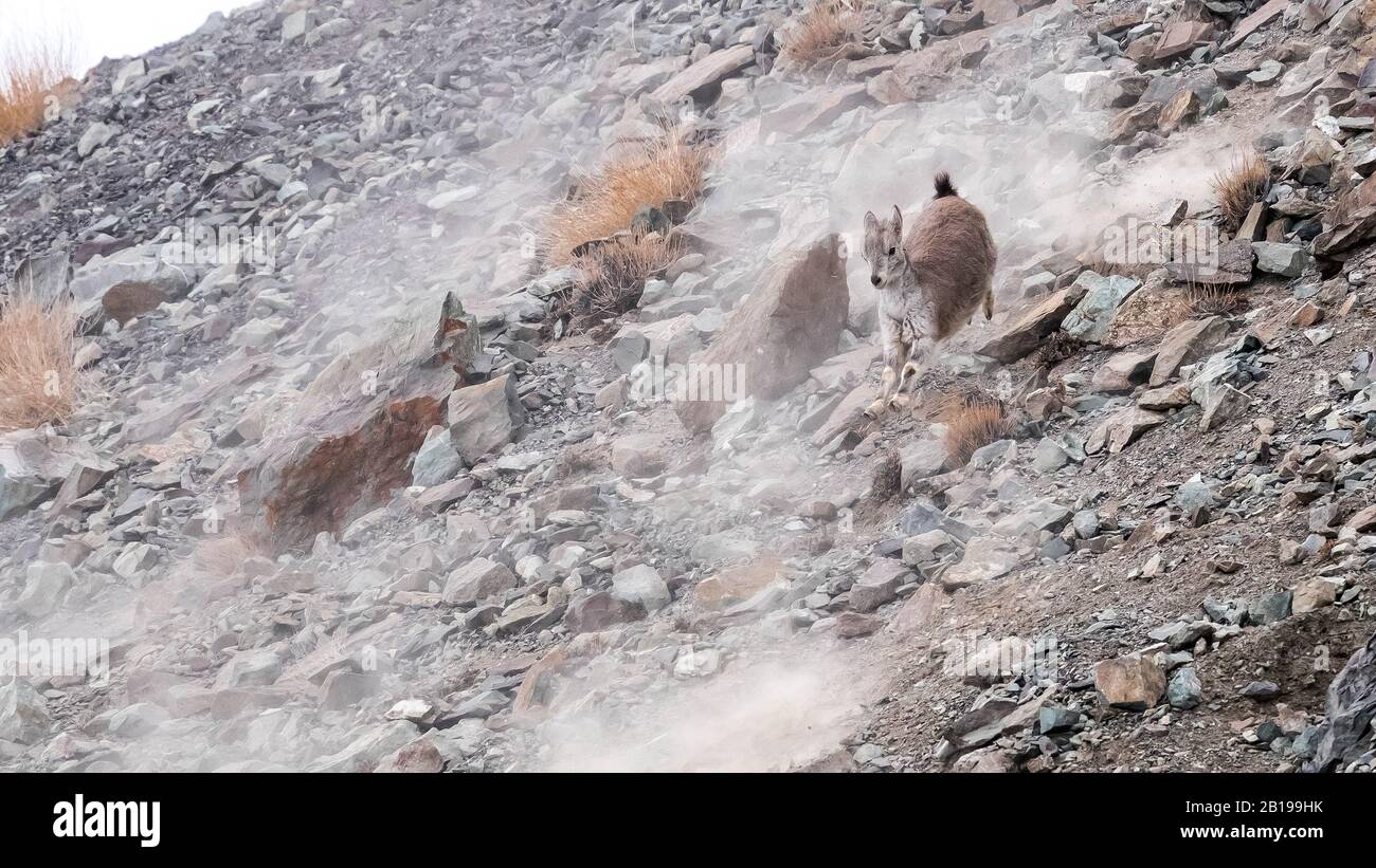 bharal, Himalayan blue sheep, naur (Pseudois nayaur), hunted by Snow ...
