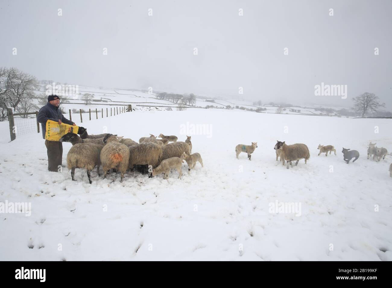 Darren Percival tends to his sheep in the snow on a farm in Bainbridge ...