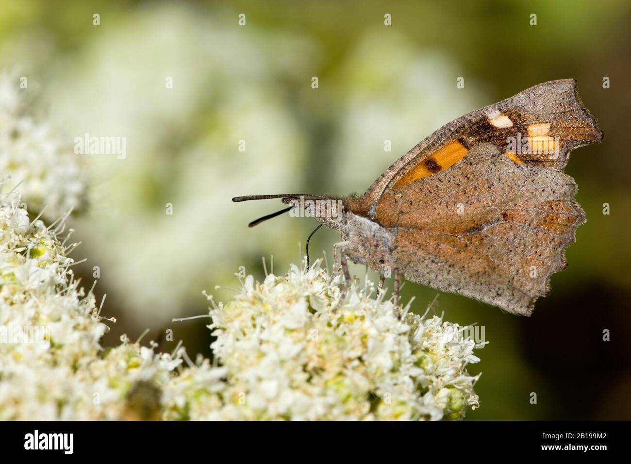 Greek butterfly hi-res stock photography and images - Alamy