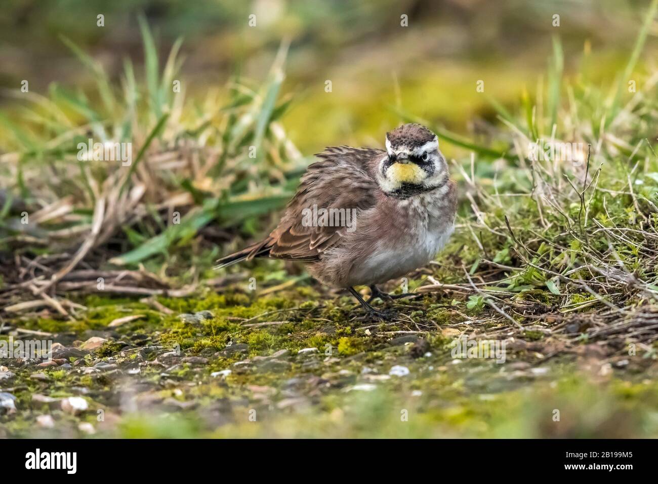 American lark hi-res stock photography and images - Alamy
