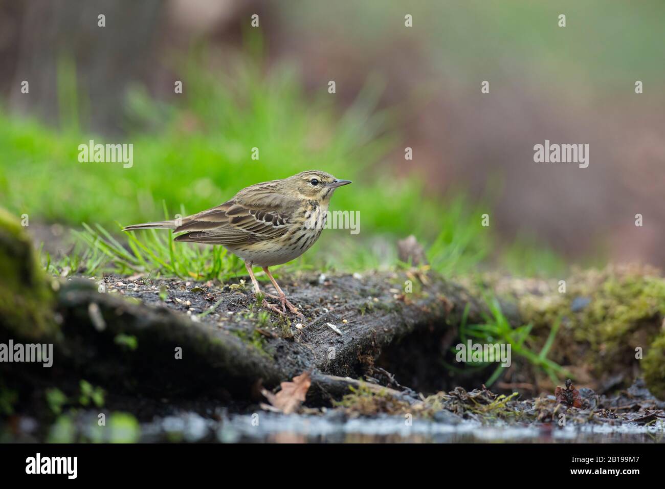 Tree pitpits hi-res stock photography and images - Alamy