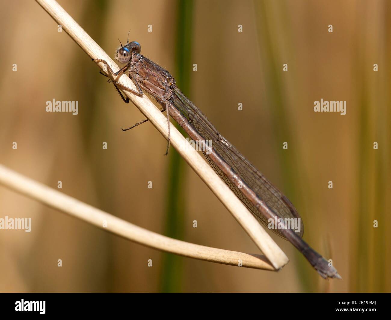 Siberian winter damselfly (Sympecma annulata, Sympecma paedisca ...