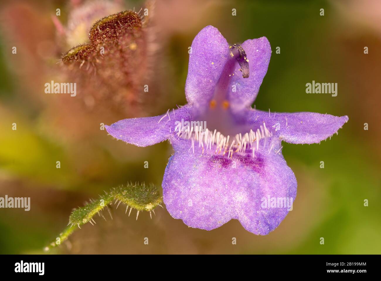 gill-over-the-ground, ground ivy (Glechoma hederacea), flower, Germany ...