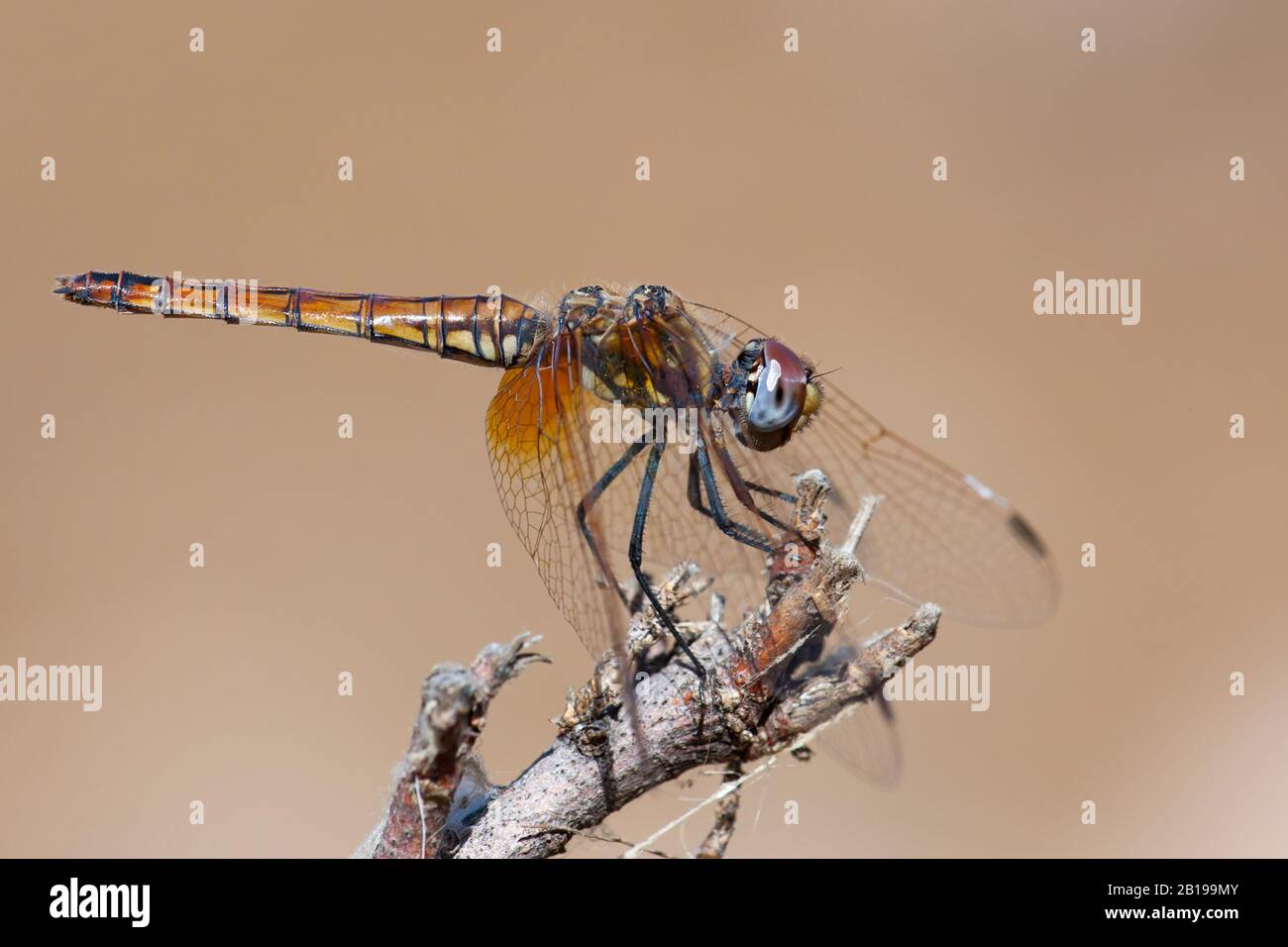 Violet dropwing, Violet-marked darter, Purple-blushed darter, Plum ...