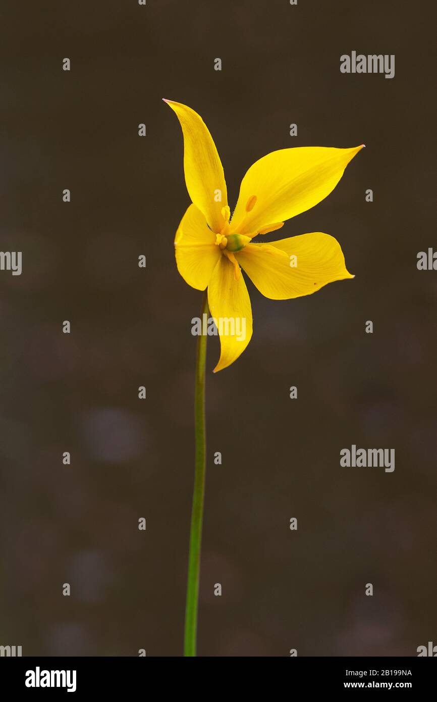 wild tulip (Tulipa sylvestris), flower, Netherlands, Frisia Stock Photo ...